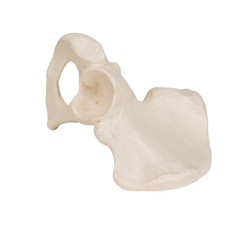 3B Scientific Life-Size Hip Bone Model | Health and Care